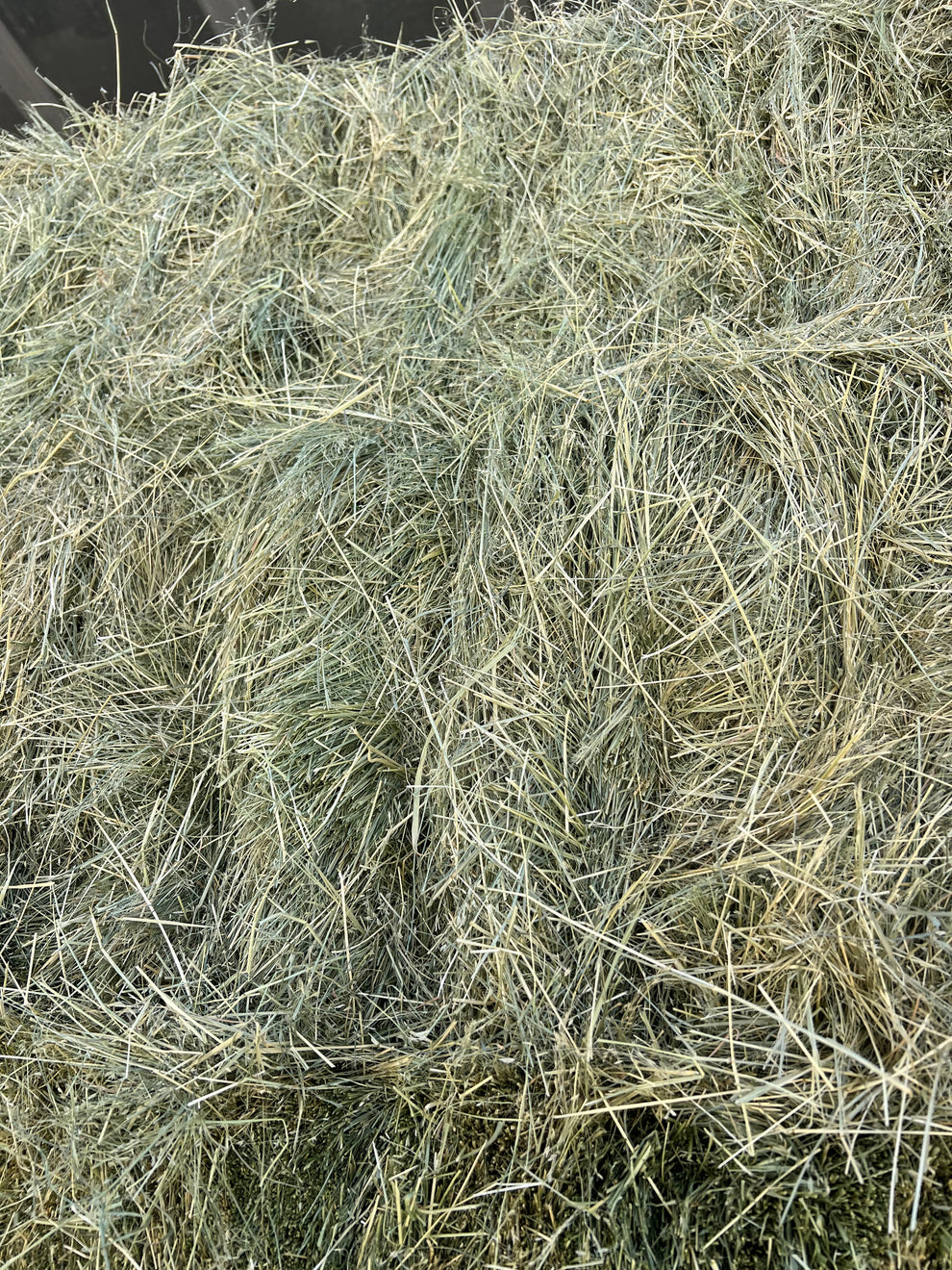 Teff Hay - Prime (Low Sugar Tested) – Bundara Park Stockfeeds