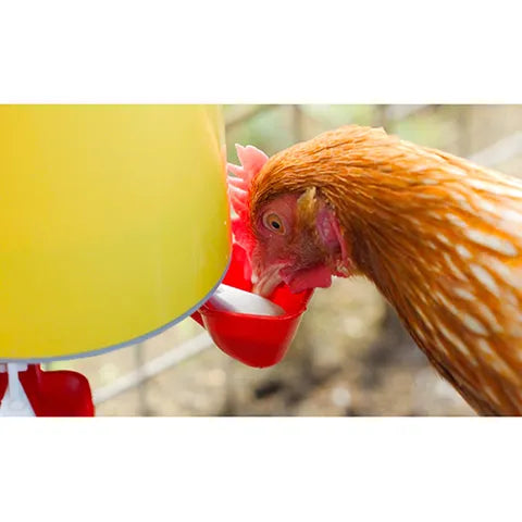 Bainbridge Chook Tower - Drinker – Bundara Park Stockfeeds