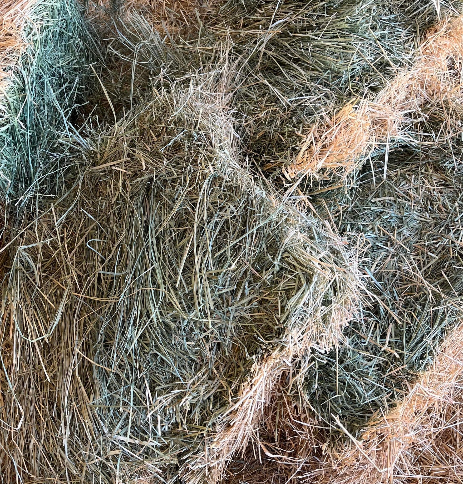 Teff Hay – Bundara Park Stockfeeds